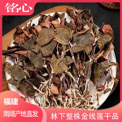 金线莲南靖无杂质原产地直发
