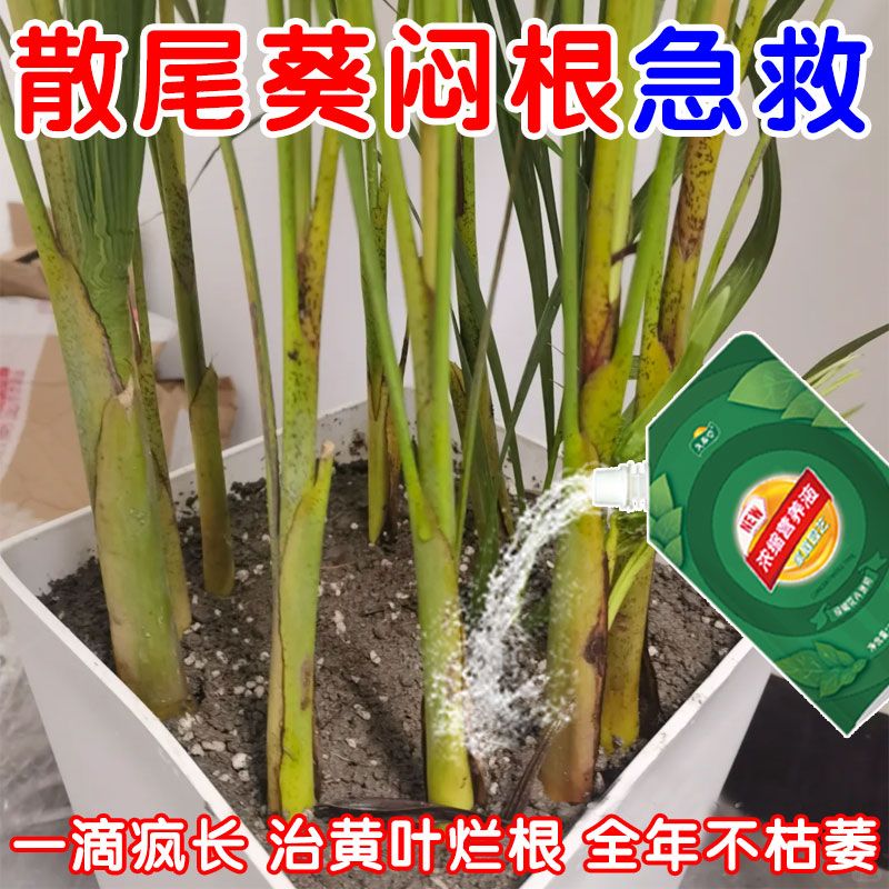 散尾葵营养液散尾葵叶子发黄叶斑病黑斑病干尖散尾葵肥料新型肥