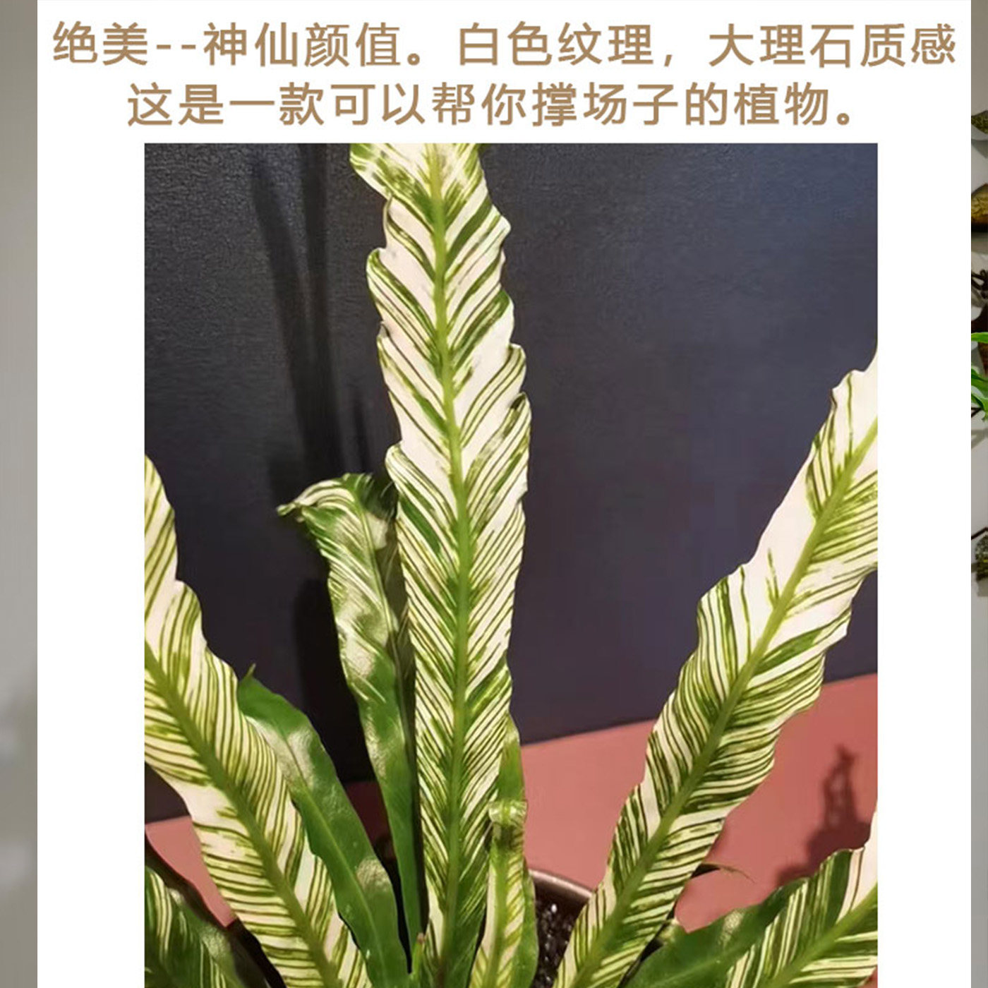 板植白锦鸟巢蕨白月光鹿角好养耐阴观叶植物北欧INS风葡萄牙软木