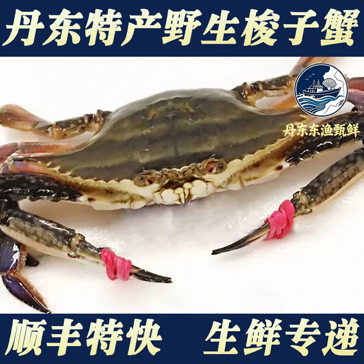 丹东特产野生梭子蟹冷水海鲜顺丰生鲜特快包邮新鲜螃蟹保鲜不保活