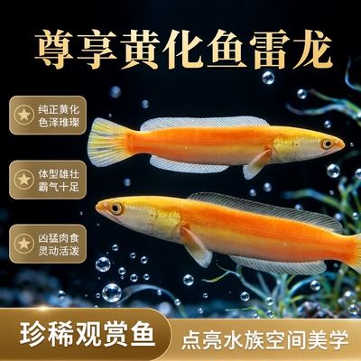 黄化铅笔鱼鳢大型凶猛活体雷龙鱼