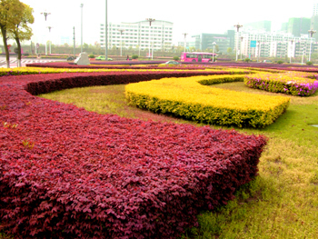 带刺行道花坛绿化苗木红叶小檗