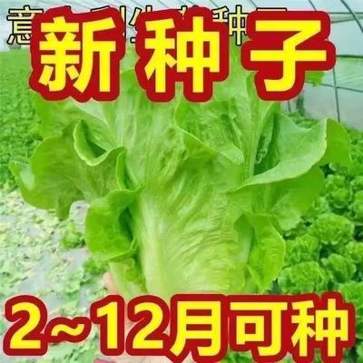意大利生菜王种子种籽四季苗秧冬季菜种孑籽种菜籽大全奶油孔雀菜