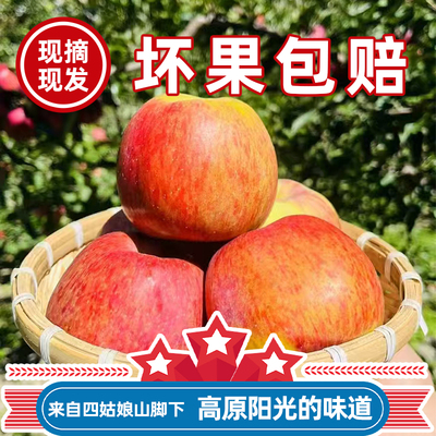 四川小金苹果四川阿坝州冰糖心苹果红苹果孕妇老人儿童水果11