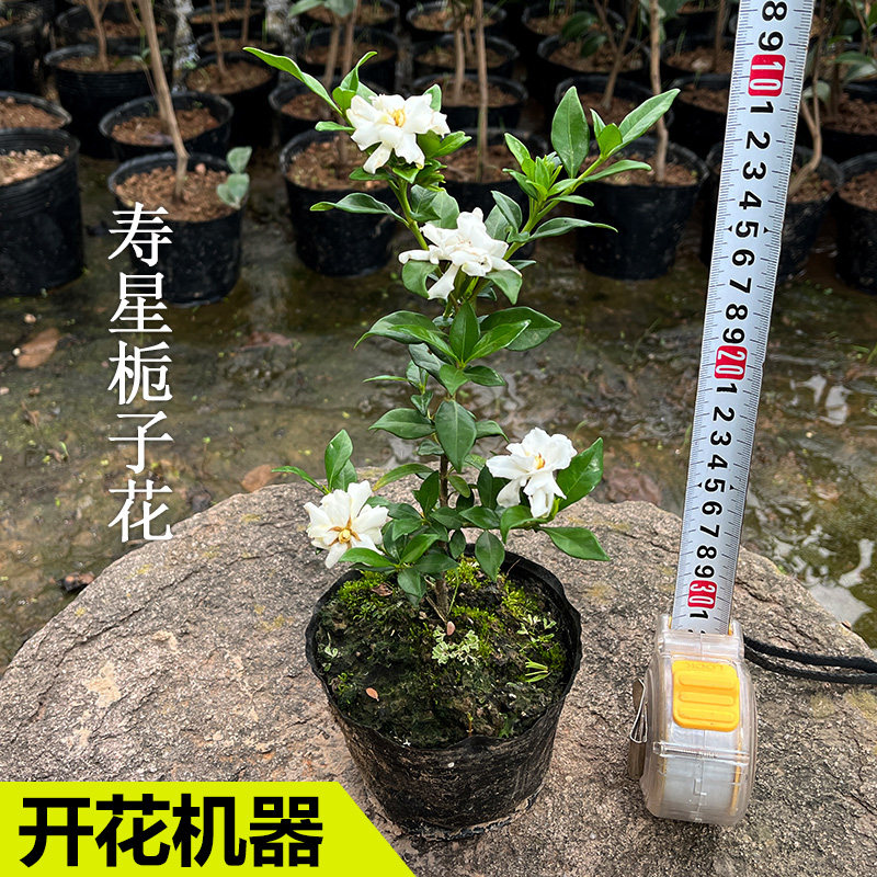 寿星栀子开花特勤品种保证阳台绿植花卉香型植物室内四季常青盆栽