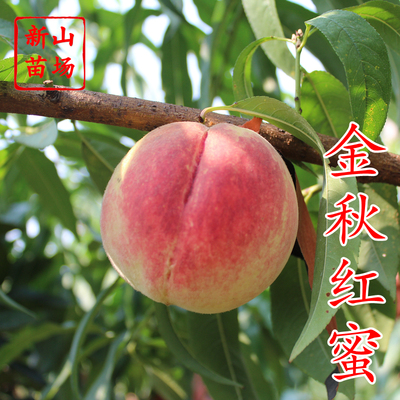 冬桃金秋红蜜桃树苗新山苗场落叶