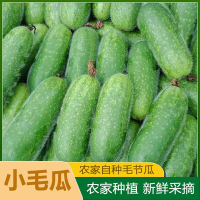 广西南宁自家露天种植新鲜绿皮新鲜小毛节瓜现摘现发新鲜装节瓜