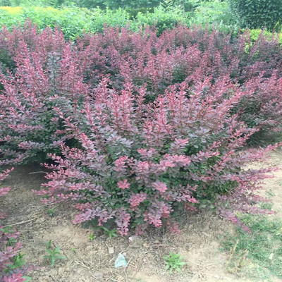 红叶小檗紫叶小檗庭院围墙绿篱