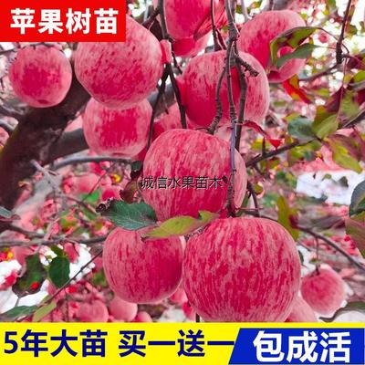 苹果树果苗嫁接红富士冰糖心南方北方种植矮化小苹果树苗大量批发