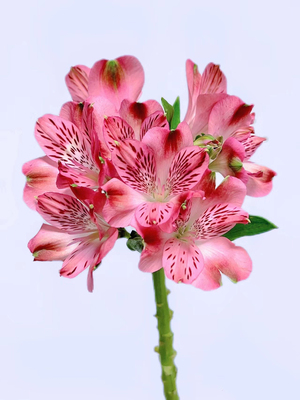 不售后，绿景深粉（天使粉）6初1扎8～10支，购买三单包邮