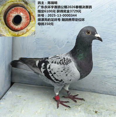 鸽主：陈瑞明 广东永环宇赛鸽公棚2026春棚决赛鸽