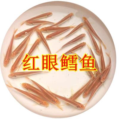红眼鳕鱼招财白子龙赤目养易活