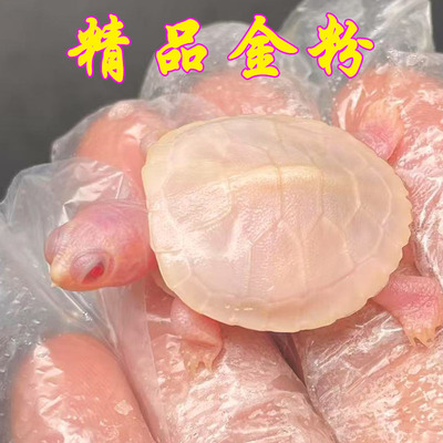 精品金粉白化巴西龟苗好养