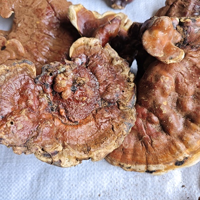 正宗野生赤灵芝整枝林芝红灵芝菌自然虫眼纯野生福建灵芝
