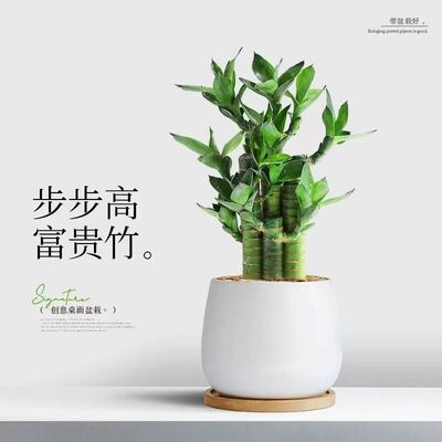 富贵竹盆栽室内好养净化空气