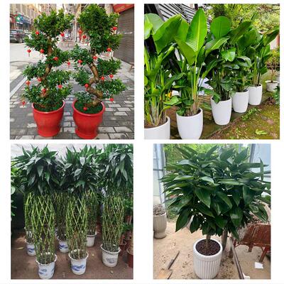 百色市右江区田阳田东平果县绿植店同城配送公司开业发财树绿萝柱