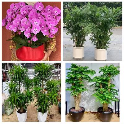 送德州市武城县乐陵市禹城市同城绿植店送发财树幸福树开业入新居