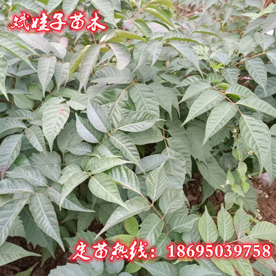 现挖恩施土漆树小木漆大木漆正品基地直销坡地荒地种植植物苗量大