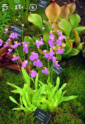 长叶狸藻食虫植物驱蚊