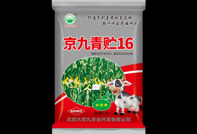 青贮16大京九青储粮饲兼用玉米棒子秸秆粗适应性强抗病虫害