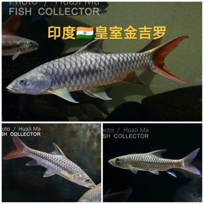 蓝吉罗鱼苗红吉罗金吉罗冷水鱼