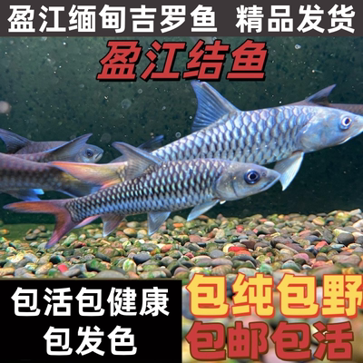 盈江结鱼新光纯黄室金吉罗鱼