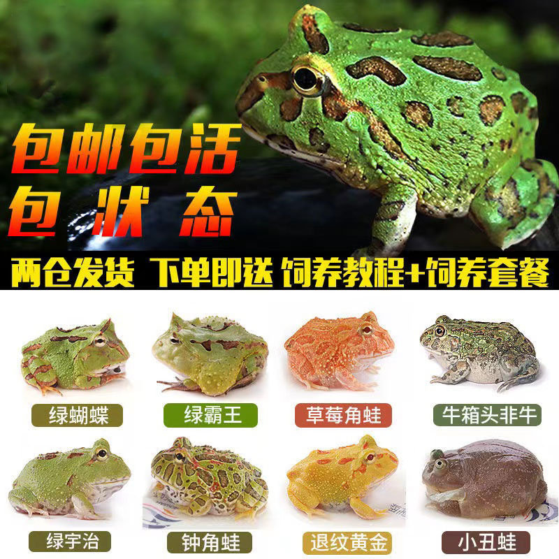 角蛙活体宠物青蛙小丑蛙黄金角蛙活物蝴蝶角蛙钟角蛙霸王角蛙饲料