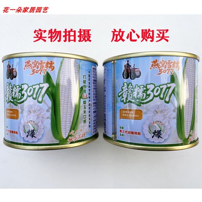 拖车头燕窝雪糯3077甜糯玉米种