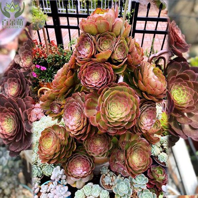 万圣节老桩缀化多肉植物