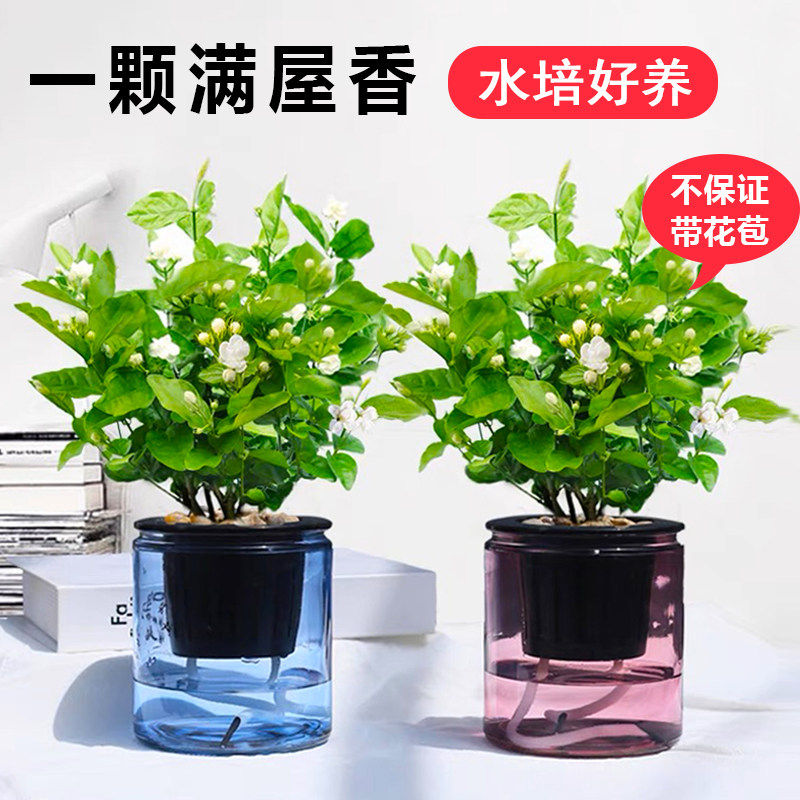 茉莉花盆栽室内好养花卉阳台庭院开花绿植虎头茉莉老桩水培植物