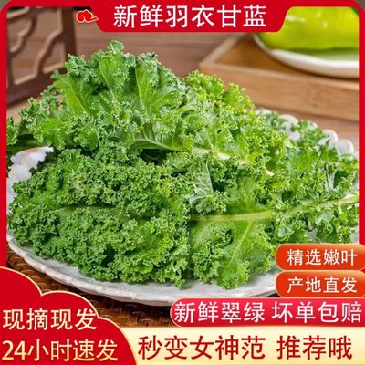 新鲜羽衣甘蓝kale嫩叶芥兰西餐榨汁沙拉蔬菜食材烤片轻食健身配菜