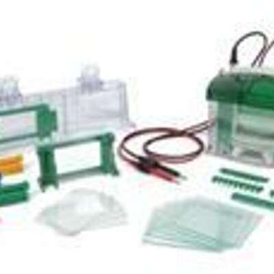 小型垂直电泳槽    Mini-PROTEAN Tetra