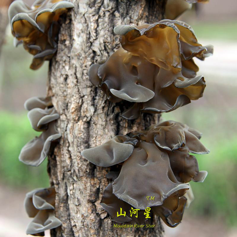 山河星原生态椴木冬耳来自深山没有污染小黑木耳云耳老鼠耳白背闽