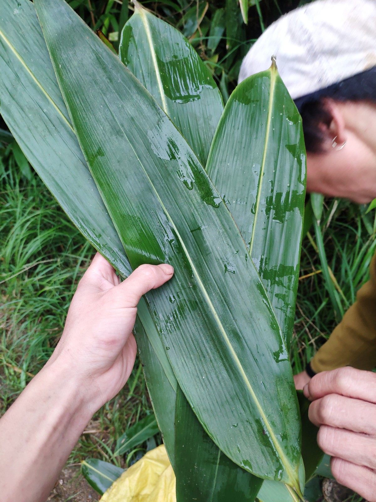 山河星粽叶新鲜生态端午节粽子叶箬叶大粽子叶廖叶芦苇叶包粽子闽