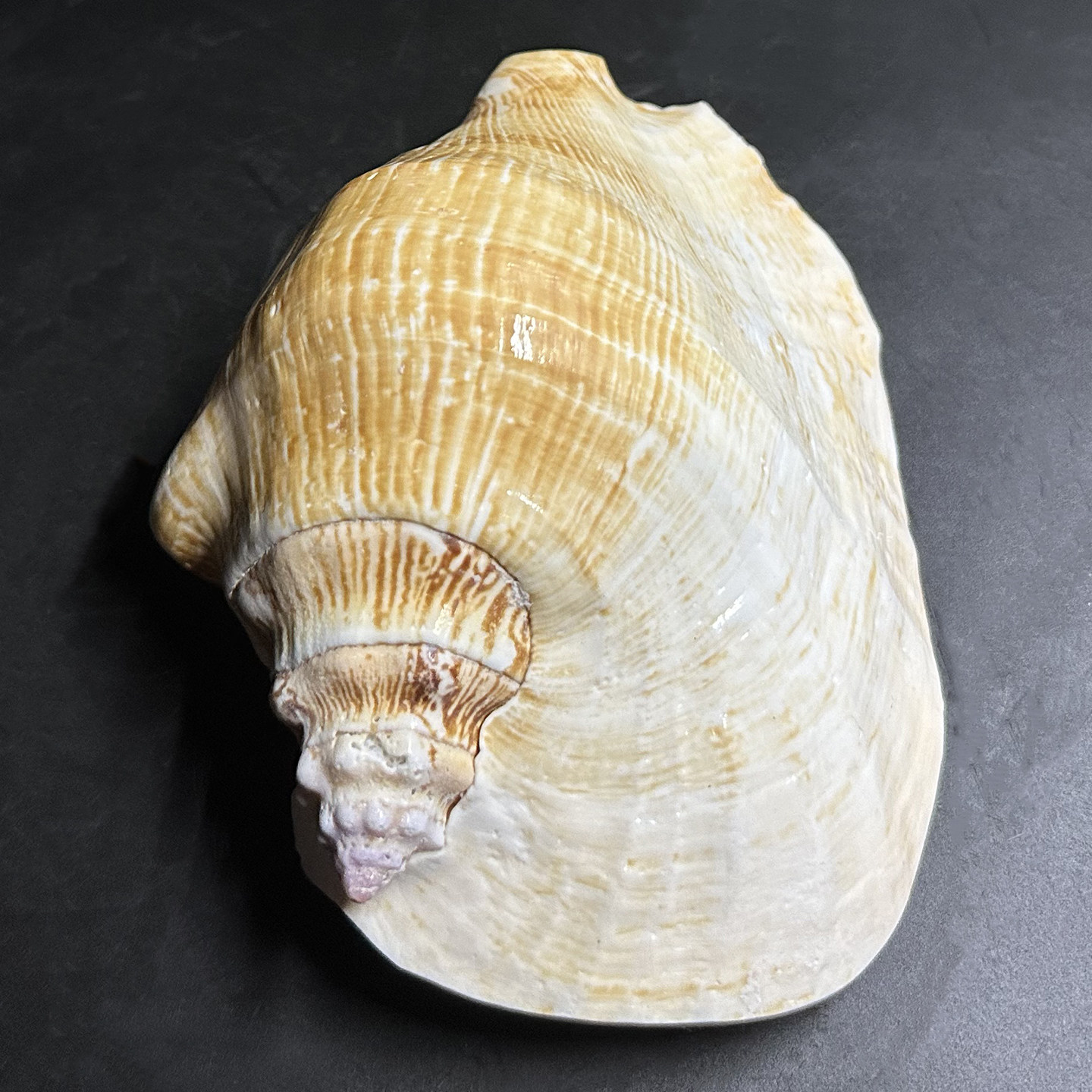 佛耳螺天然超大海螺贝壳家居摆件多肉花盆水族鱼缸装饰造景工艺品