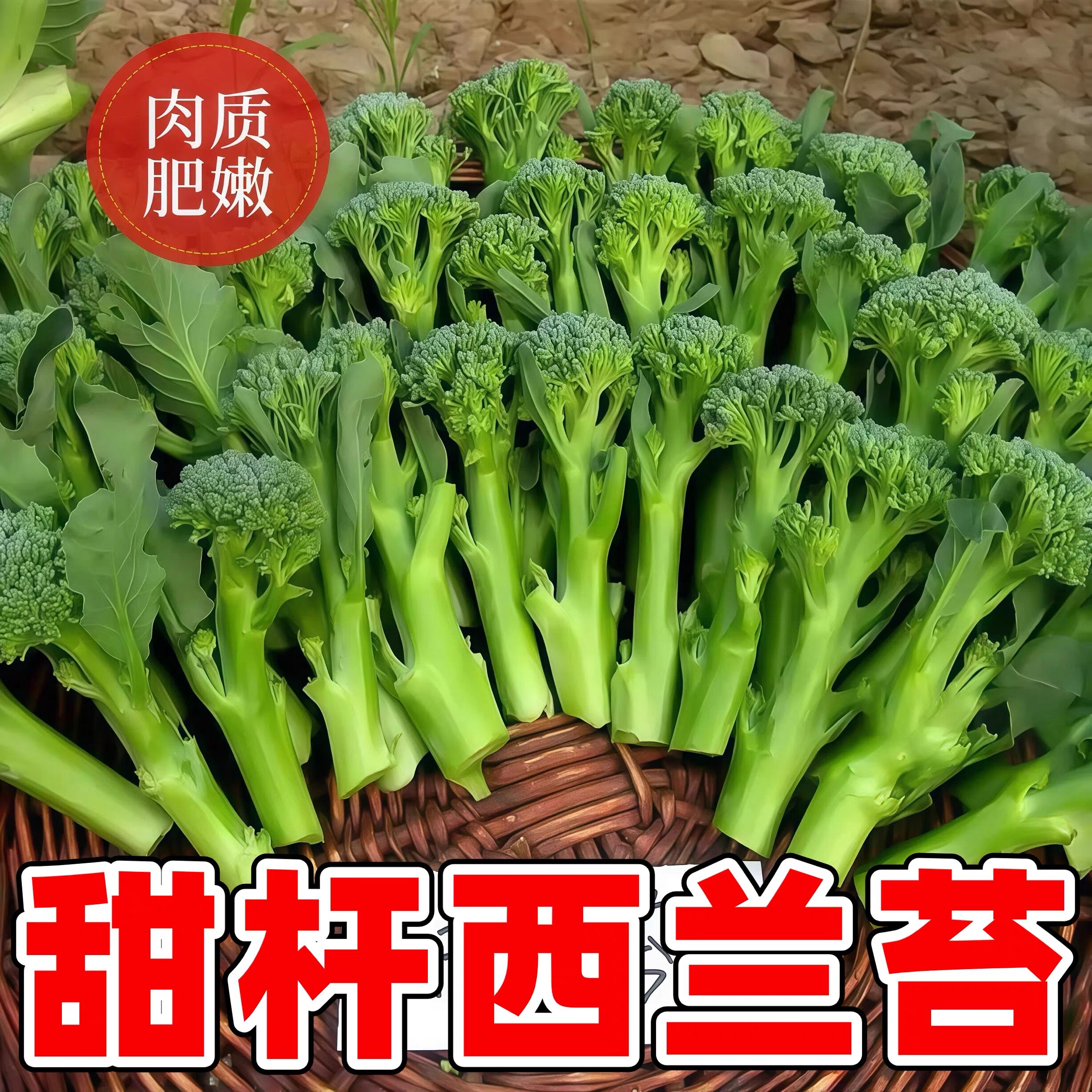 美味西兰苔种子西兰花菜苔种子耐抽苔花菜苔阳台盆栽蔬菜耐寒易种