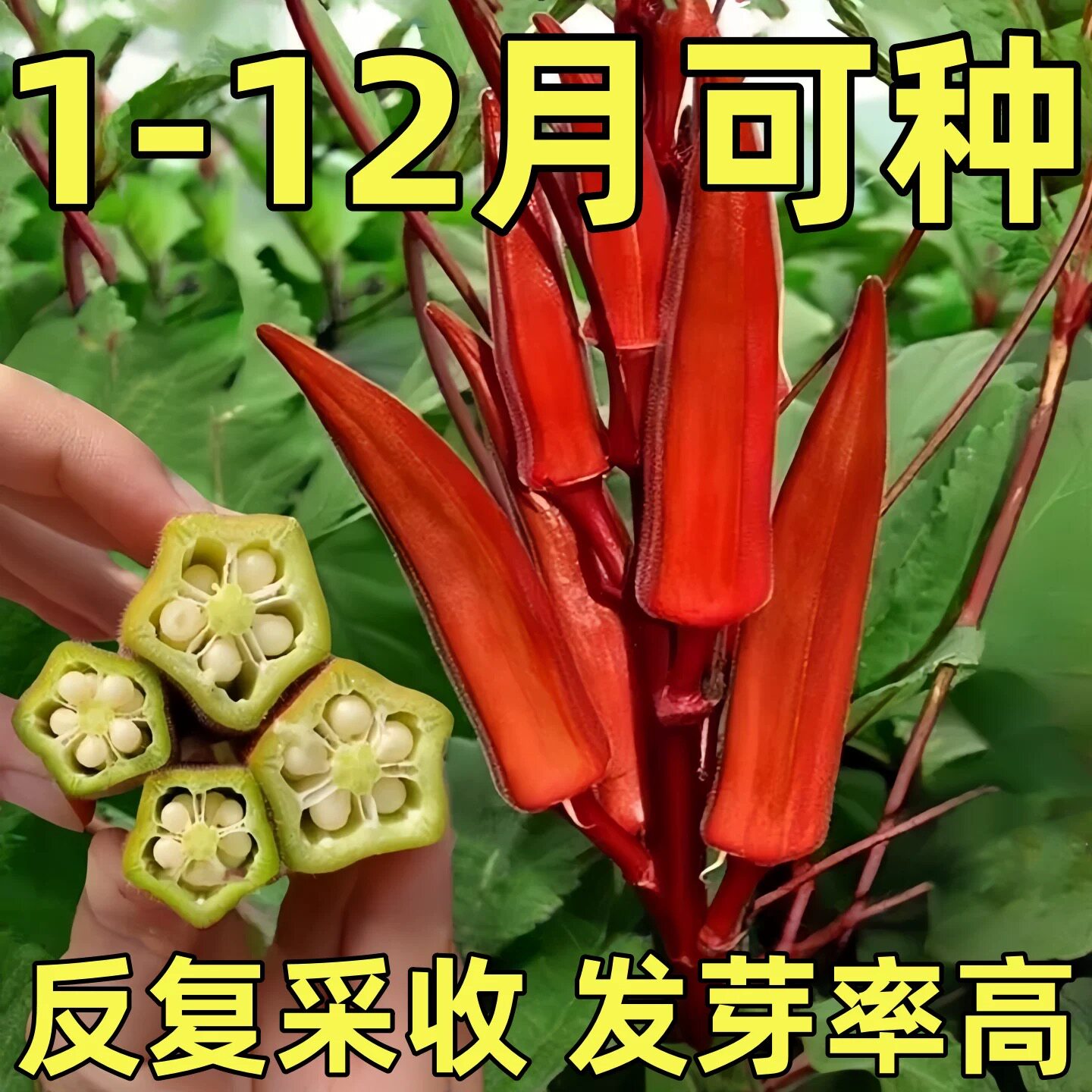 红秋葵种子四季种植水果黄秋葵种籽早熟高产阳台盆栽蔬菜种子大全