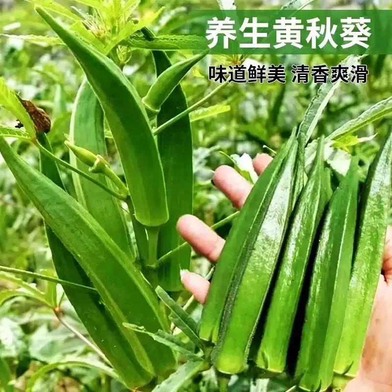 正宗秋葵种子水果黄秋葵高产红秋葵农家小院阳台四季盆栽蔬菜种子