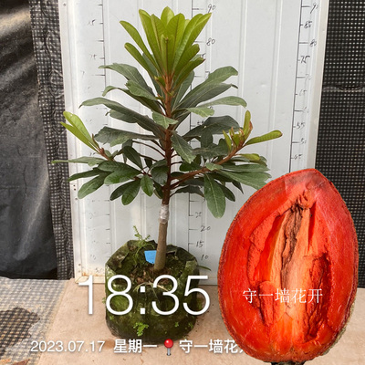 洛里托麻美果 Viejo Mamey Sapote佩斯马梅果 马嘉娜妈咪果盆栽