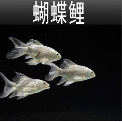台湾蝴蝶鲤纯石膏身白冷种水鱼XAV大鳍尾大短贵妃球体锦鲤鱼苗活