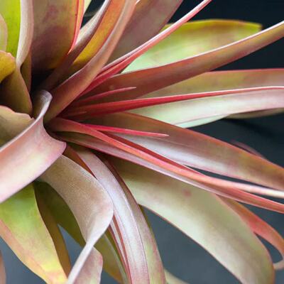 柔婷rothii，稀有品种大型空凤观赏绿植家居绿植江苏基地无土