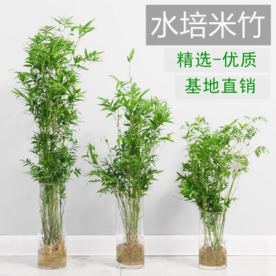 水培植物米竹室内盆栽
