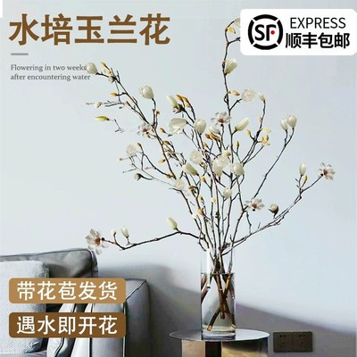 白玉兰花水培干枝鲜切
