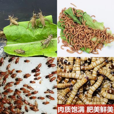 角蛙饲料活体黄粉大麦樱桃红杜比