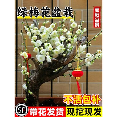 绿梅盆栽树苗室内阳台盆景庭院地栽四季开花卉绿植带花腊梅花老桩