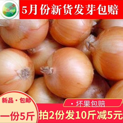 新鲜现挖农家黄洋葱头白洋葱圆葱