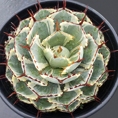 植物绿化仙人掌盆栽多肉