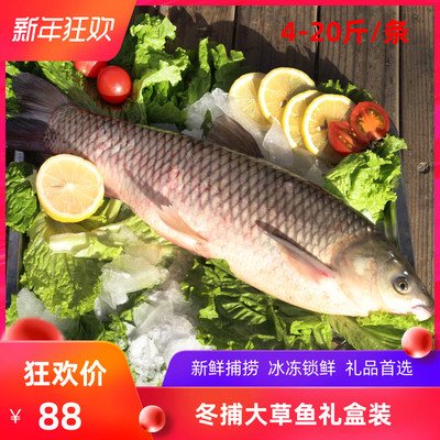 查干碧水湖草鱼冬捕鱼淡水鱼新鲜捕捞大青鱼4-20斤/条礼盒装礼品