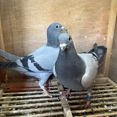 信鸽活体活物鸽子幼鸽一对成绩血统詹森公棚纯种赛鸽种鸽原配