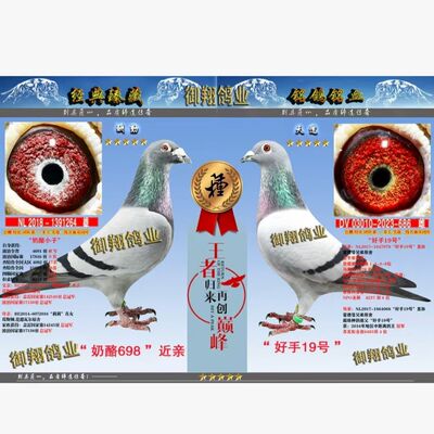 信鸽鸽子幼鸽一对“奶酪小子”近亲葛斯顿.范德瓦尔原舍作育幼鸽